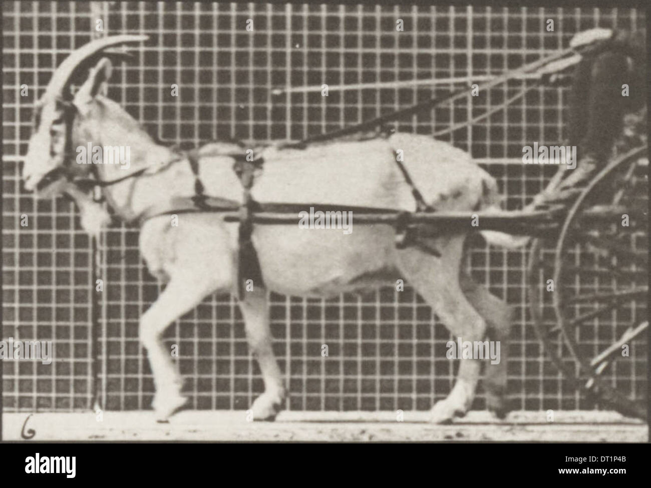 Goat trotting hi-res stock photography and images - Alamy