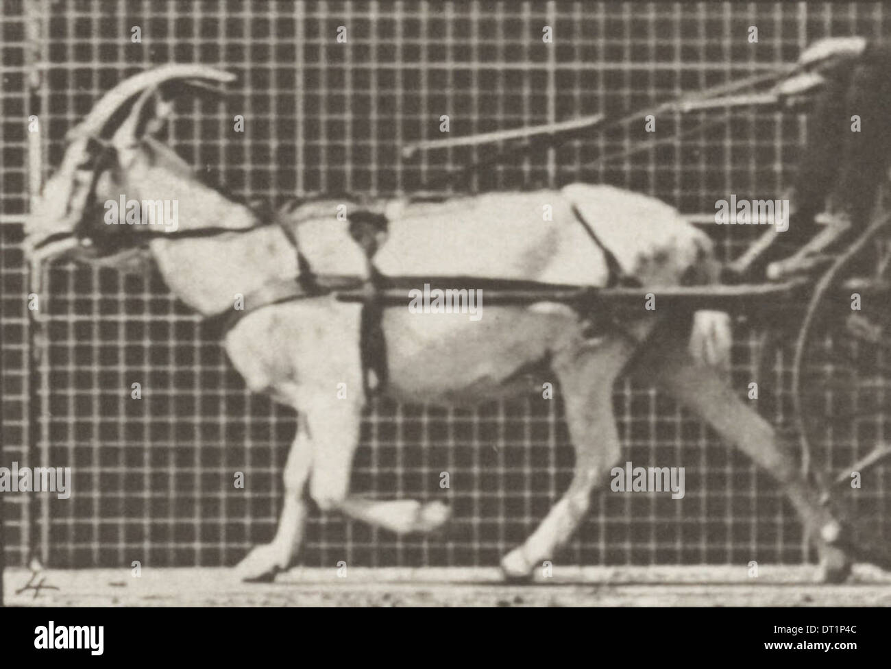 Goat trotting hi-res stock photography and images - Alamy