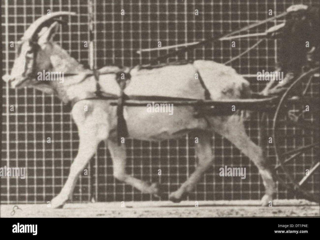 Goat trotting hi-res stock photography and images - Alamy