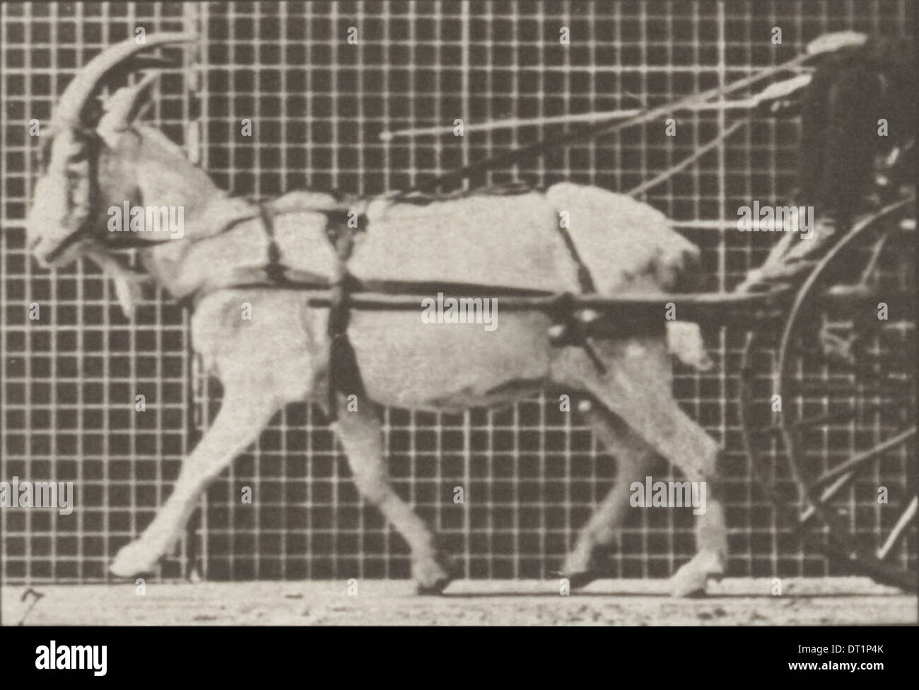 Goat trotting hi-res stock photography and images - Alamy