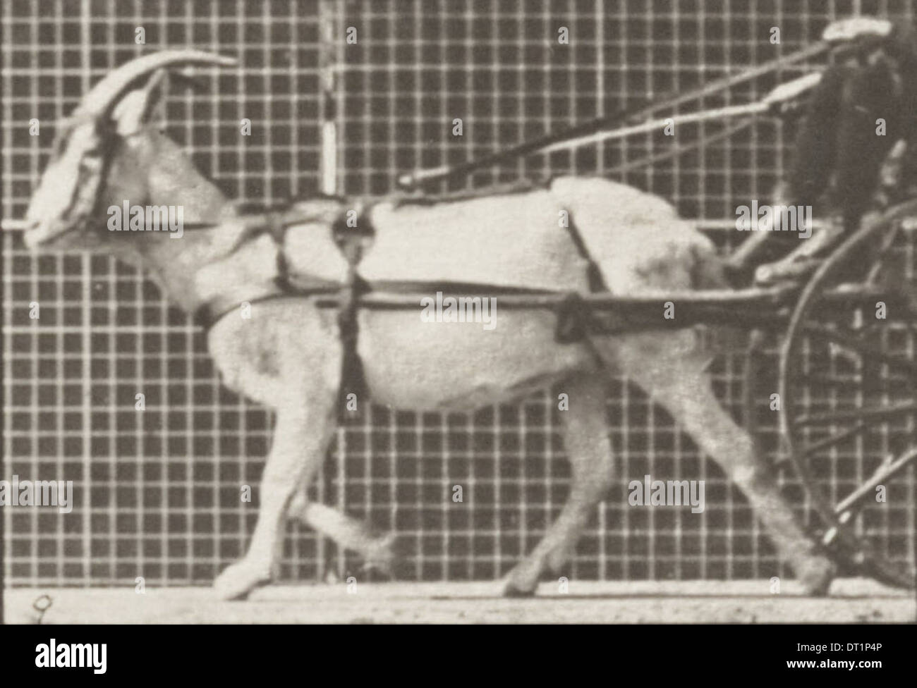 Goat trotting hi-res stock photography and images - Alamy