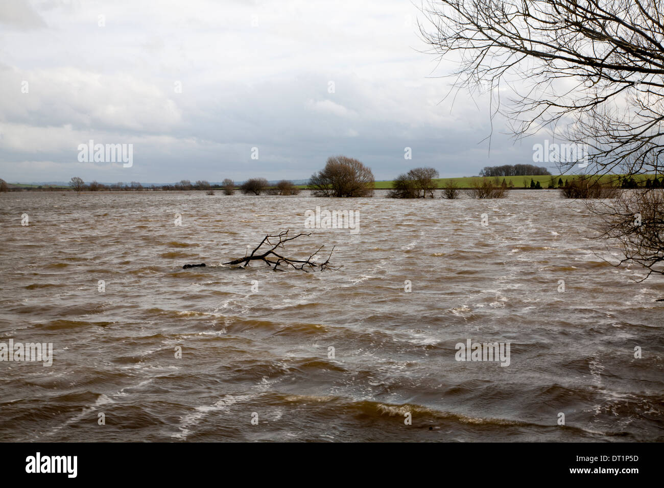 River Parrett floodplain water near Langport, Somerset Levels, England ...