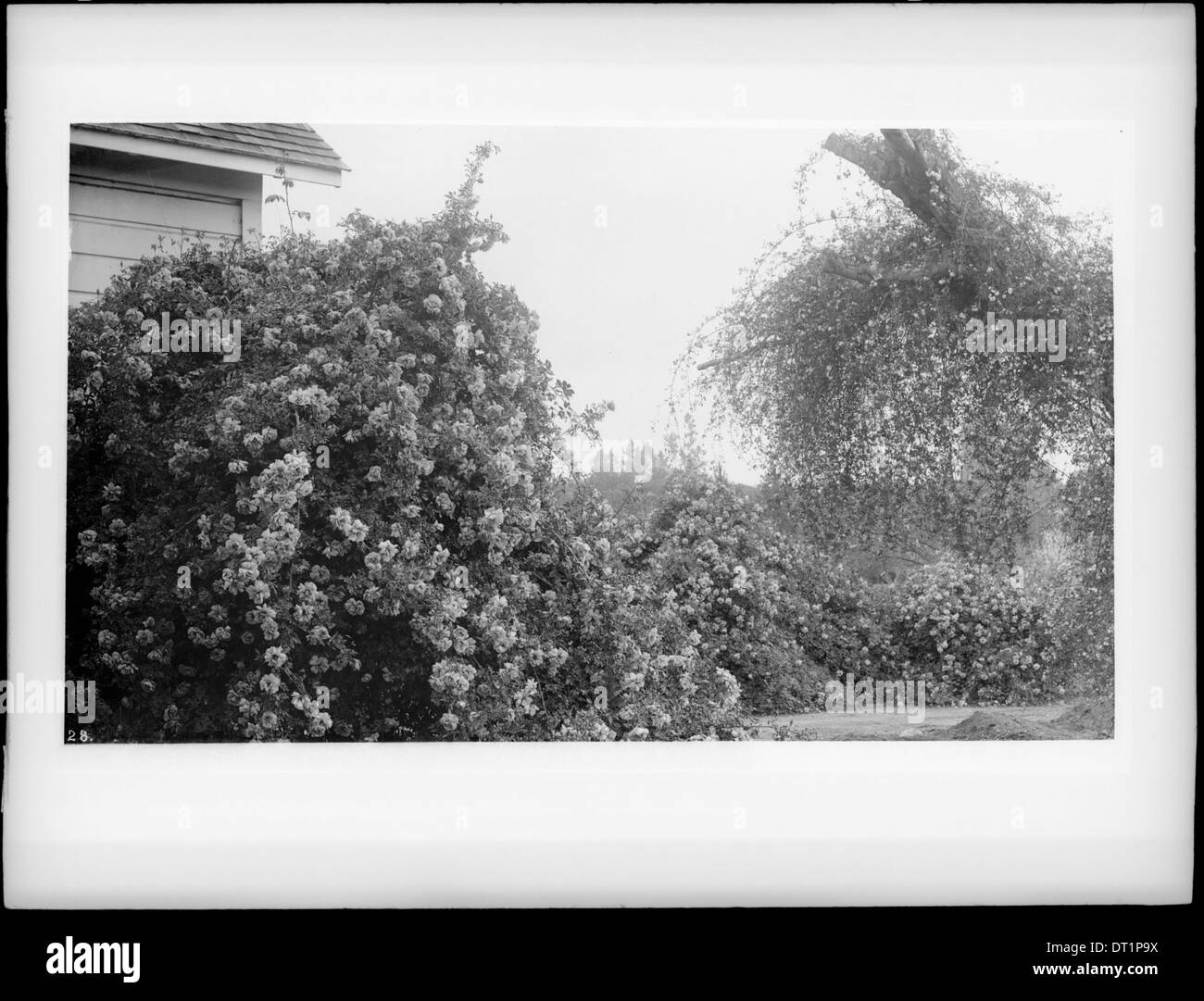 Ophir gold hi-res stock photography and images - Alamy