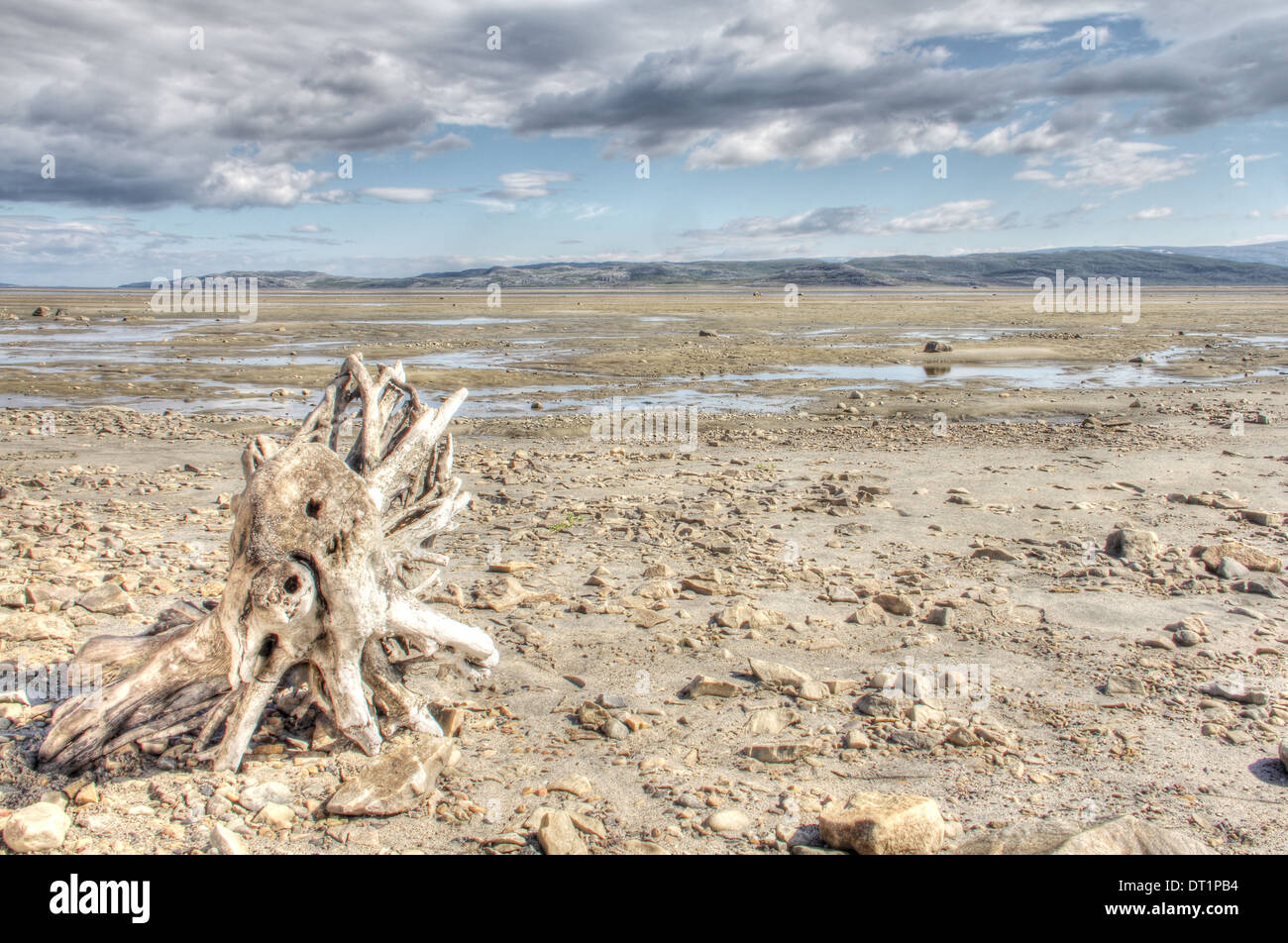 Summer arctic landscape with lake, mountains and dry tree root Stock ...