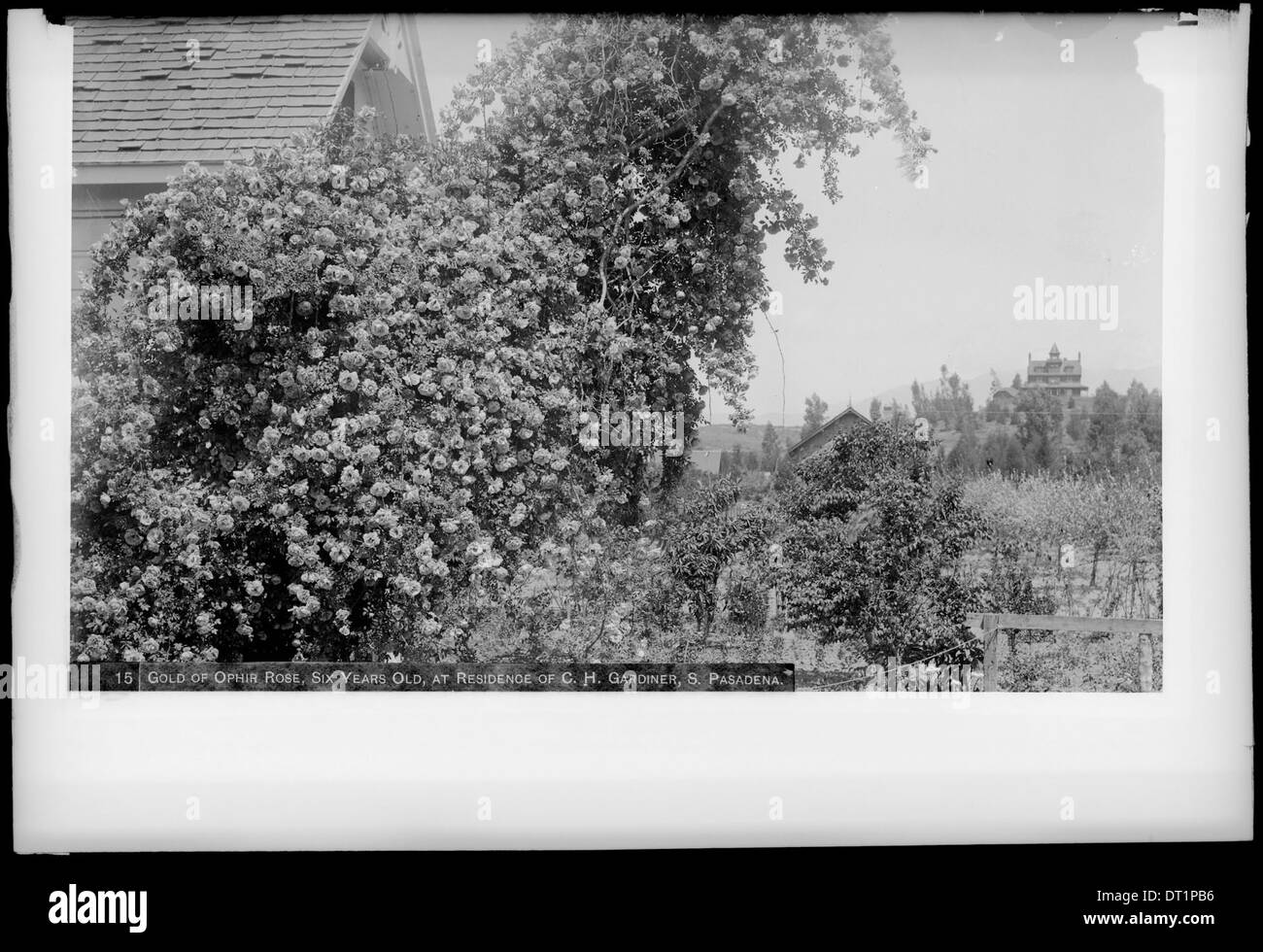 A photograph of the Gold of Ophir Rose, taken in South Pasadena. The ...