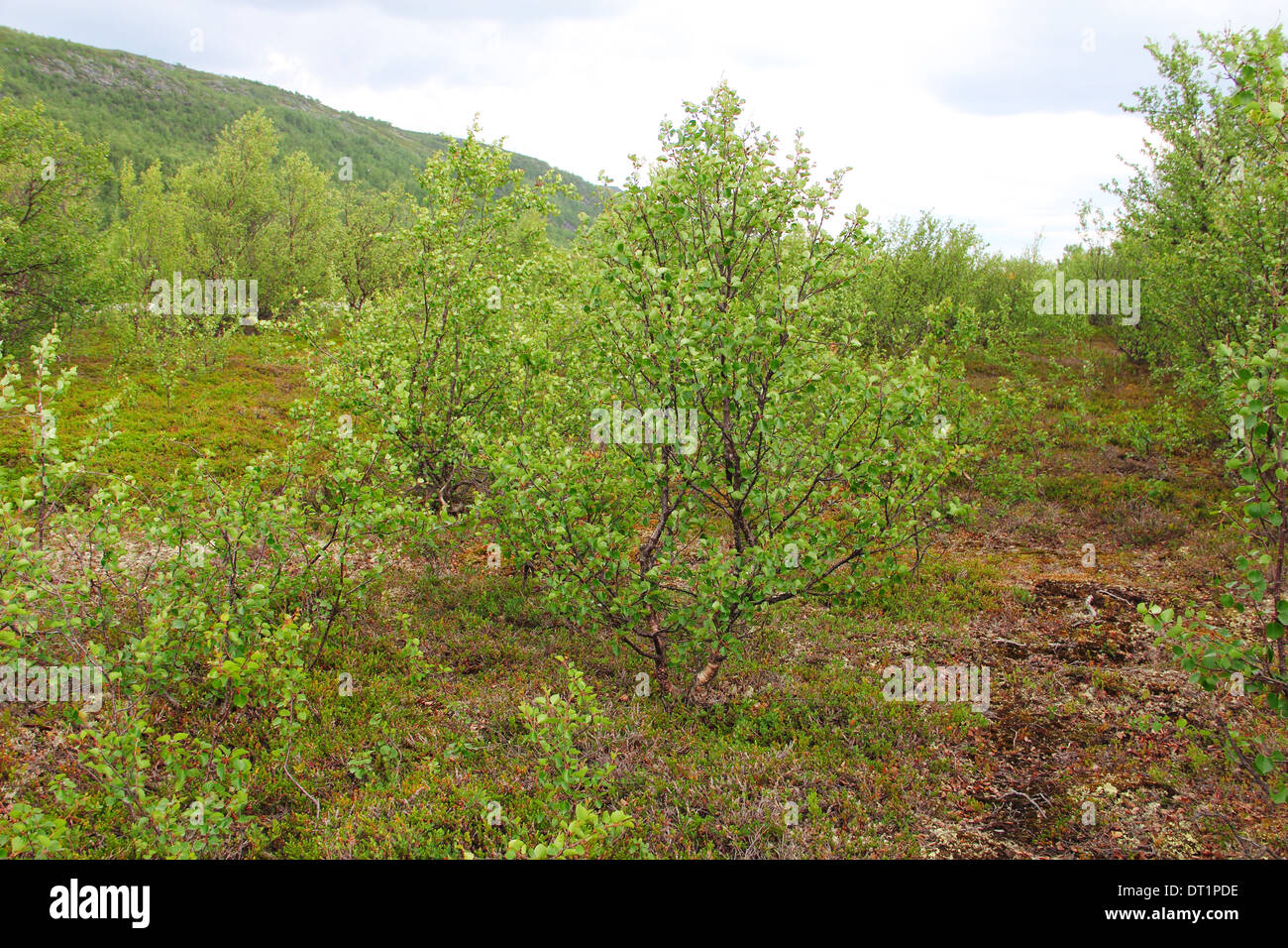 Small trees in tundra forest close-up Stock Photo - Alamy