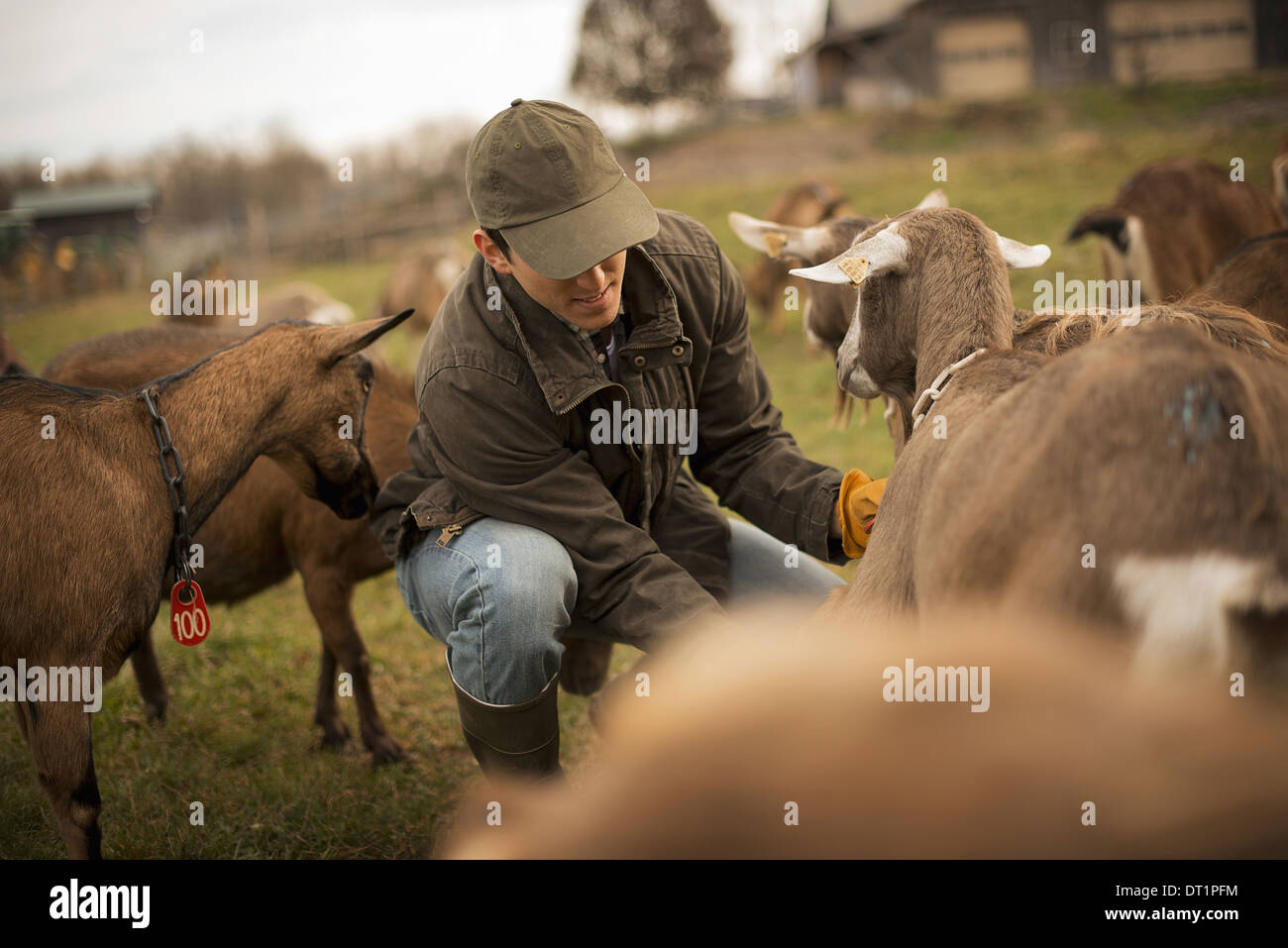 Farmer Cows High Resolution Stock Photography and Images - Alamy