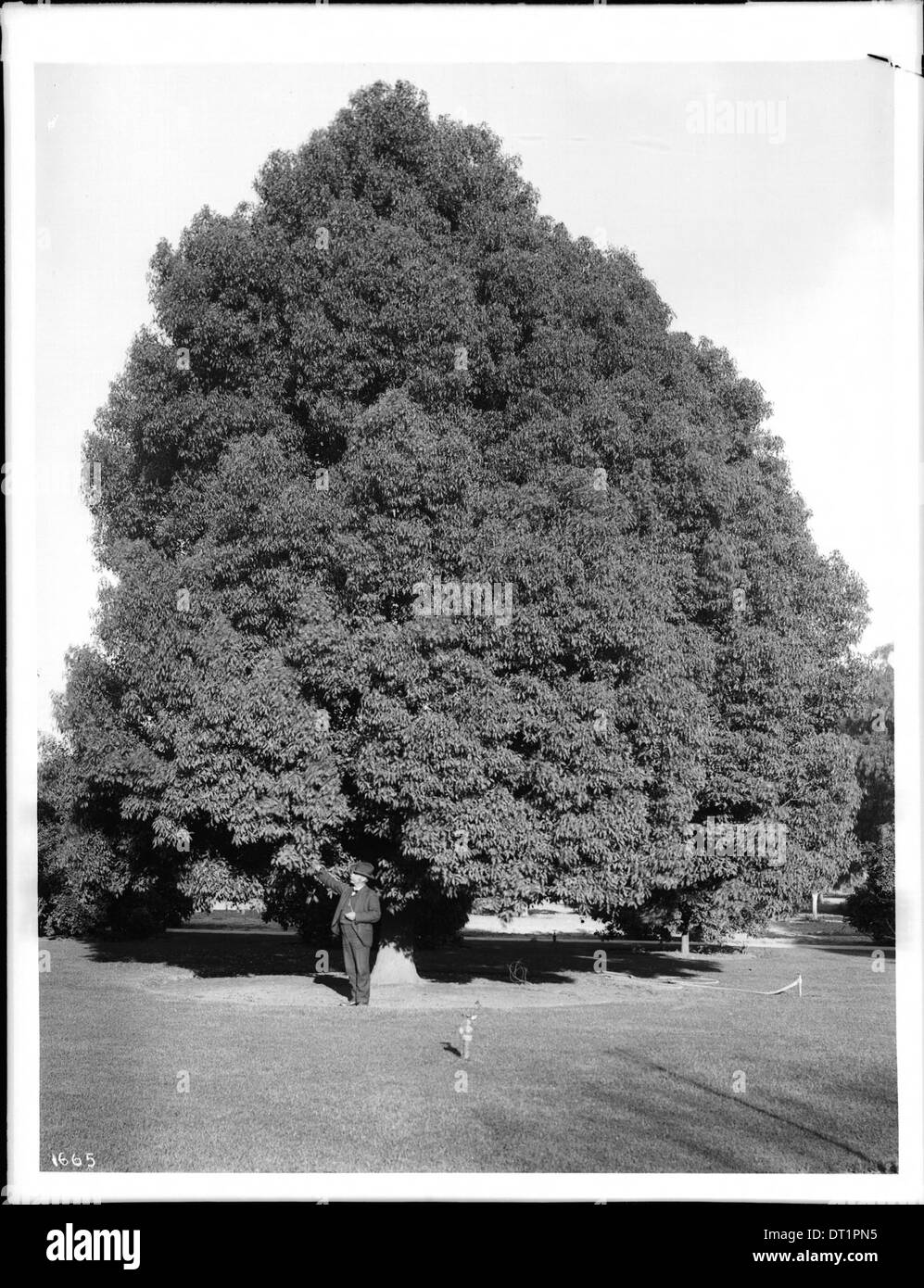 A photograph of the Great Camphor tree located at Prat Place on Holt ...