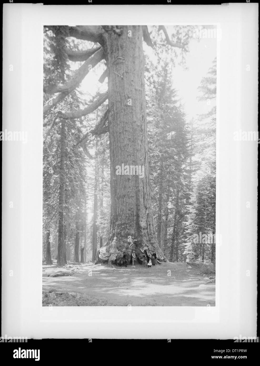 A photograph of the Grizzly Giant sequoia tree (Sequoia Gigantea) in ...