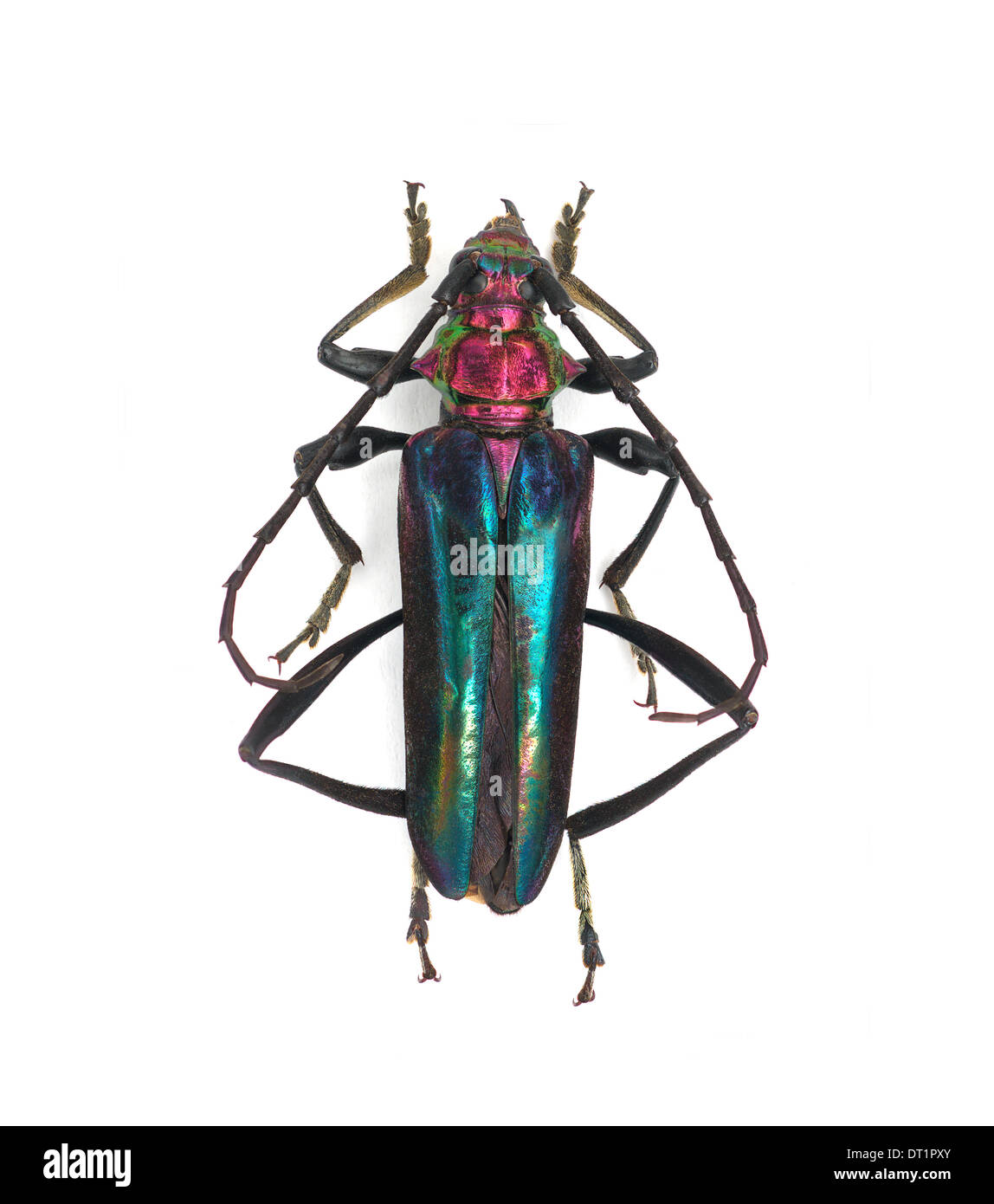 Cerambycida hi-res stock photography and images - Alamy