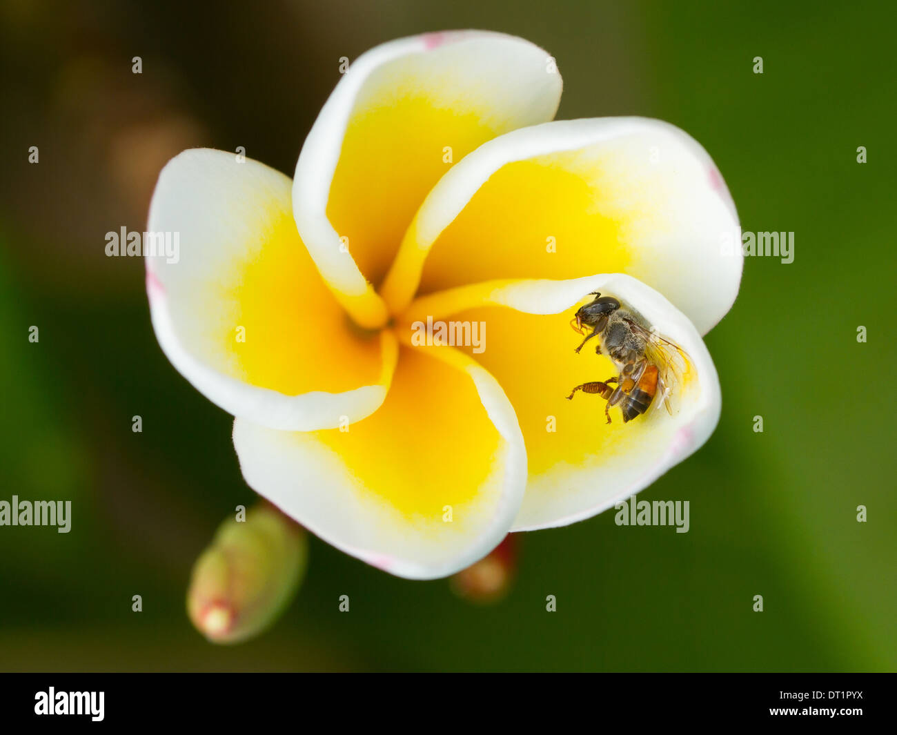 Dead fly in a yellow flower isolated Stock Photo - Alamy