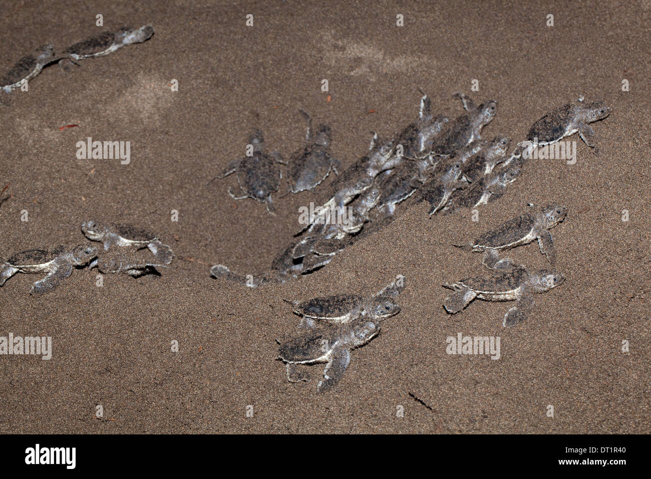 Green sea turtles hatching from nest hi-res stock photography and ...