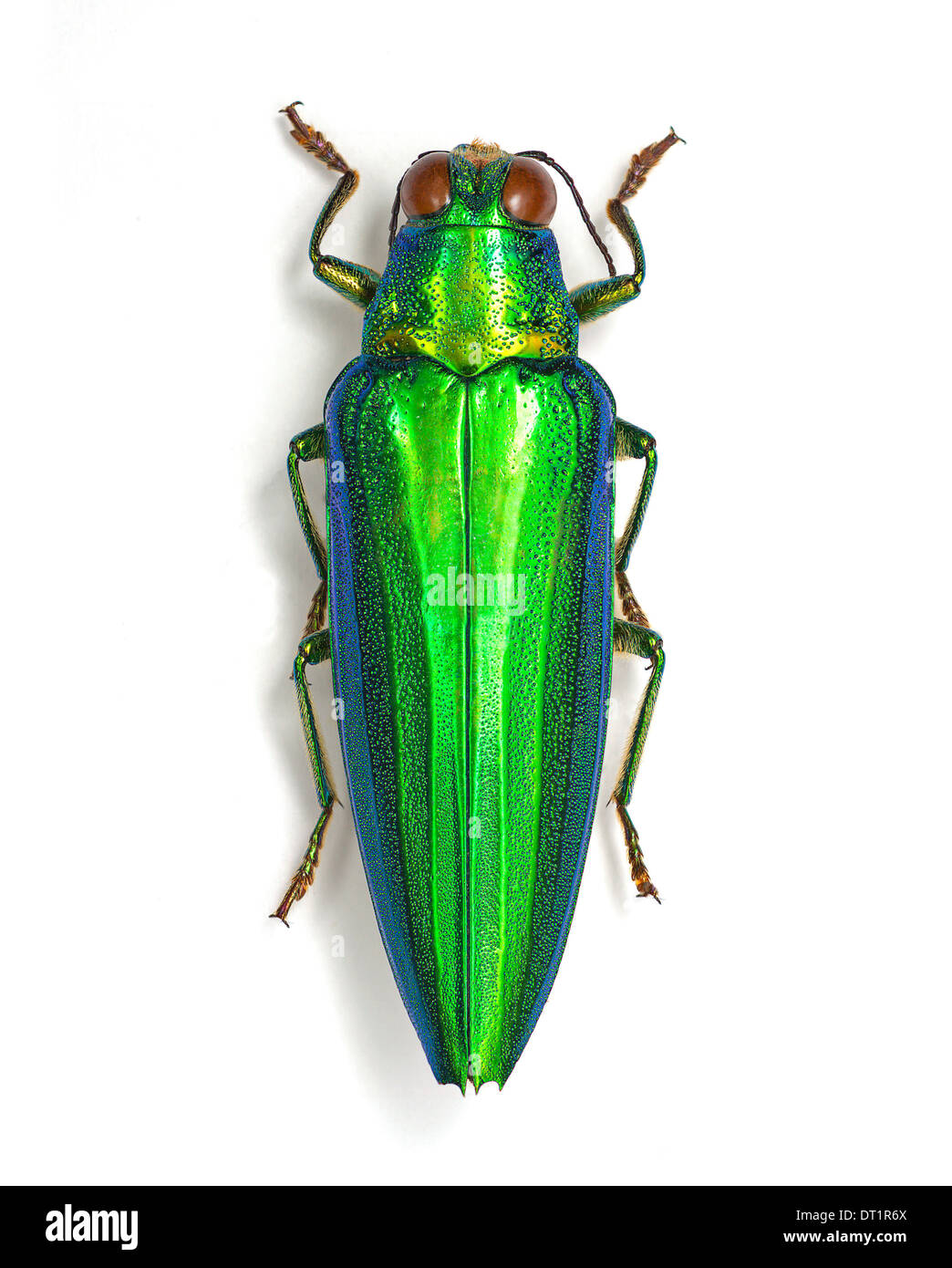 Chrysochroa hi-res stock photography and images - Alamy