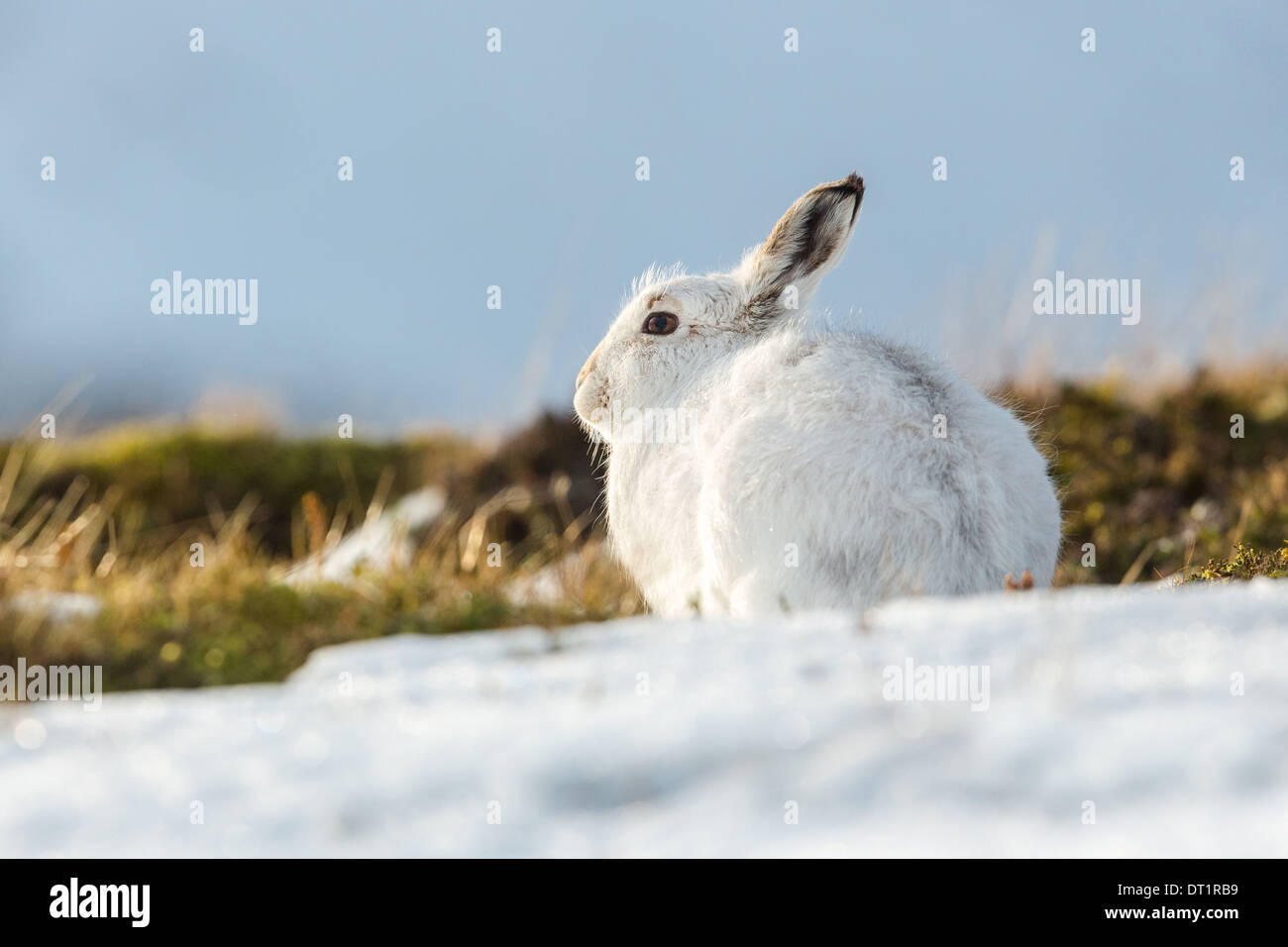 Scottish Mountain Hare (Lepus timidus) surrounded by snow and Heather ...