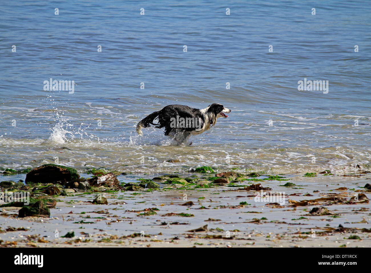 Border Collie having fun running along the beach at Kleinbaai, Blouberg ...