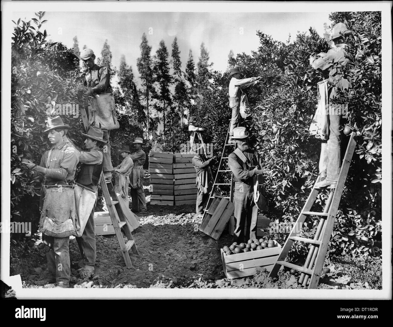 Group of pickers Black and White Stock Photos & Images - Alamy