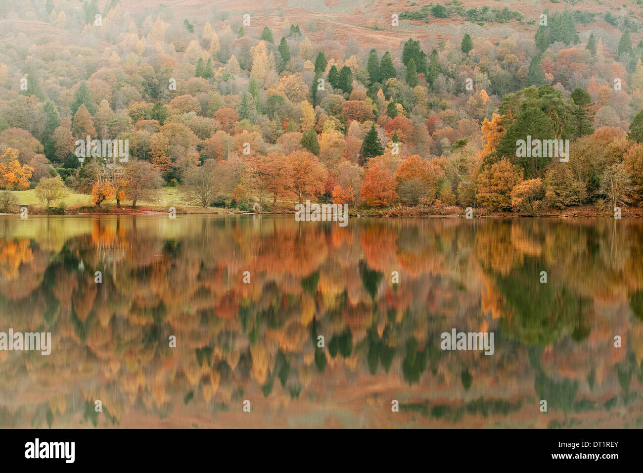 Autumn colours reflected in Grasmere Lake in the Lake District National ...