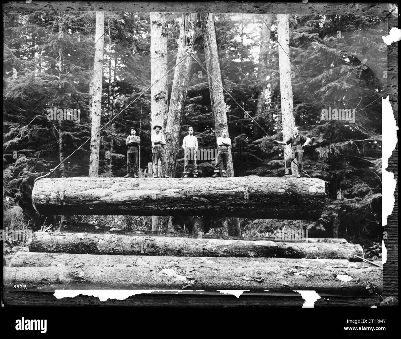 Group of loggers standing on a log hoisted on tackle in a forest, ca ...