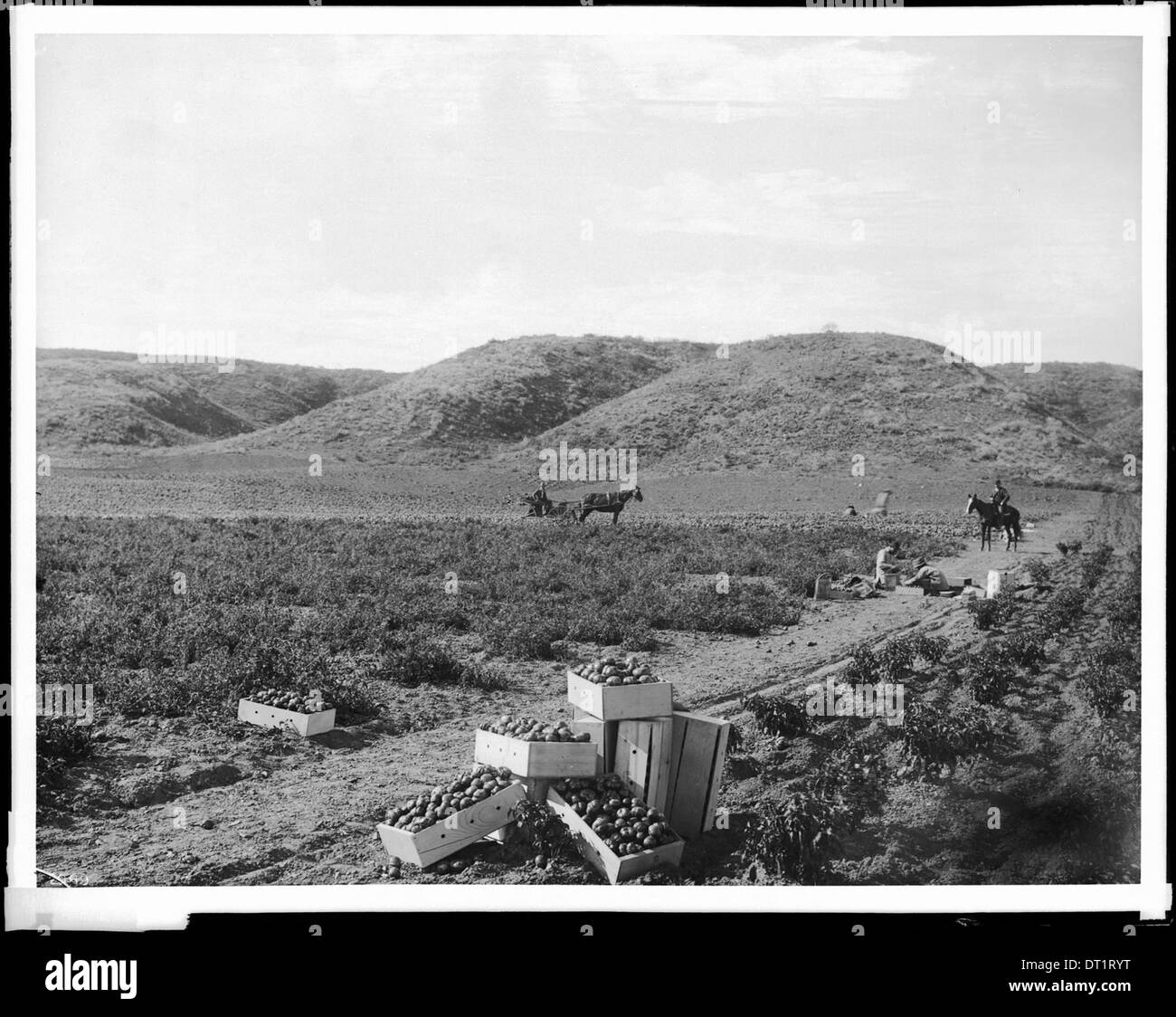 A photograph of a group of people picking tomatoes at the Hammel and ...