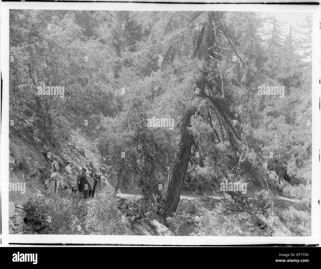 A photograph of a group of people riding mules on the trail to Wilson ...