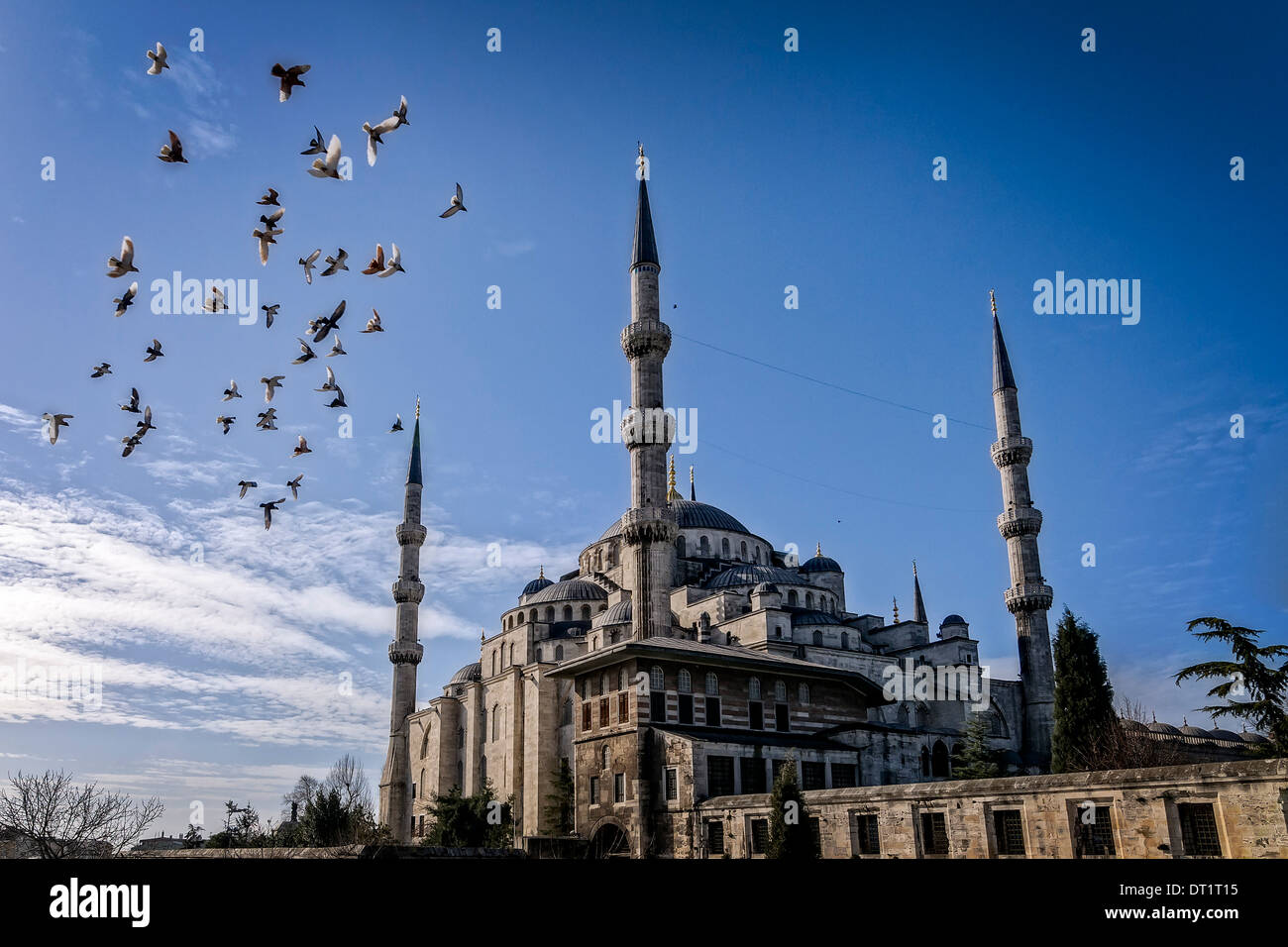 Birds fly around the Blue Mosque or Sultan Ahmed Mosque in Istanbul ...