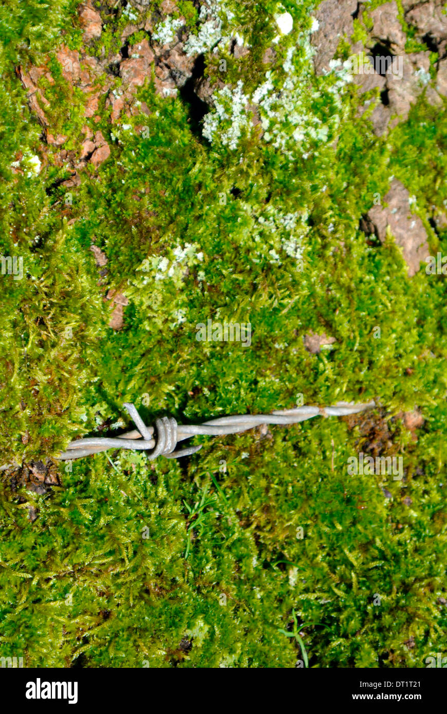 Cutting a wire fence hi-res stock photography and images - Alamy