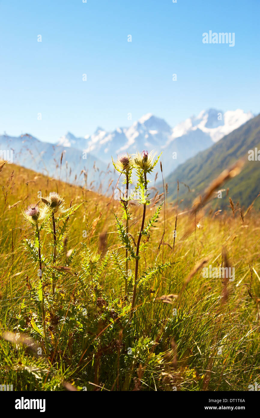Plant in the mountains hi-res stock photography and images - Alamy