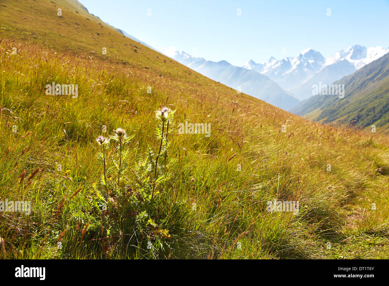 Plant in the mountains hi-res stock photography and images - Alamy