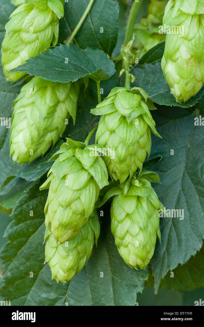 Cone hop garden hop garden hop field hi-res stock photography and ...