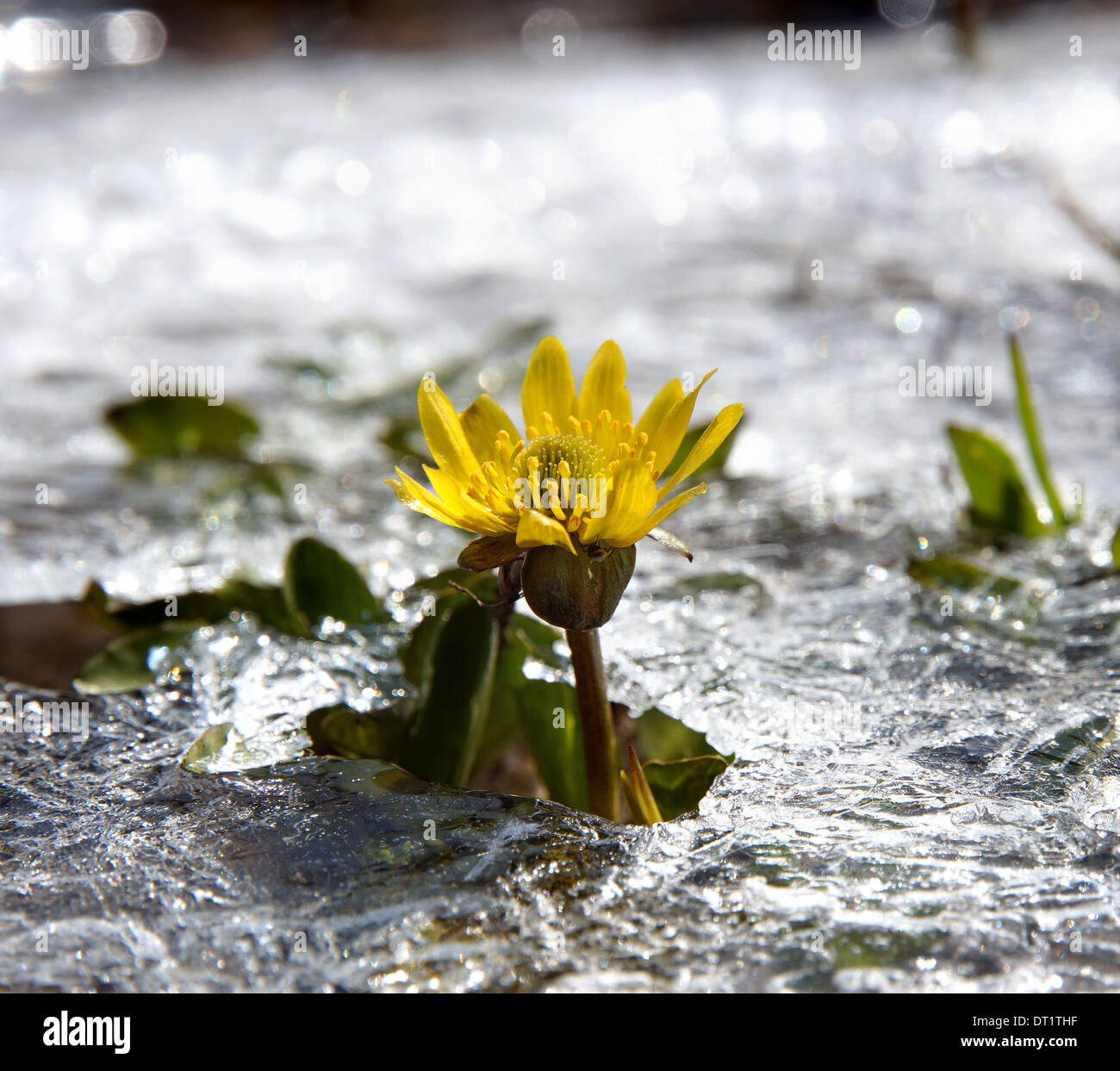 Yellow spring flower close-up rising from the ice Stock Photo - Alamy