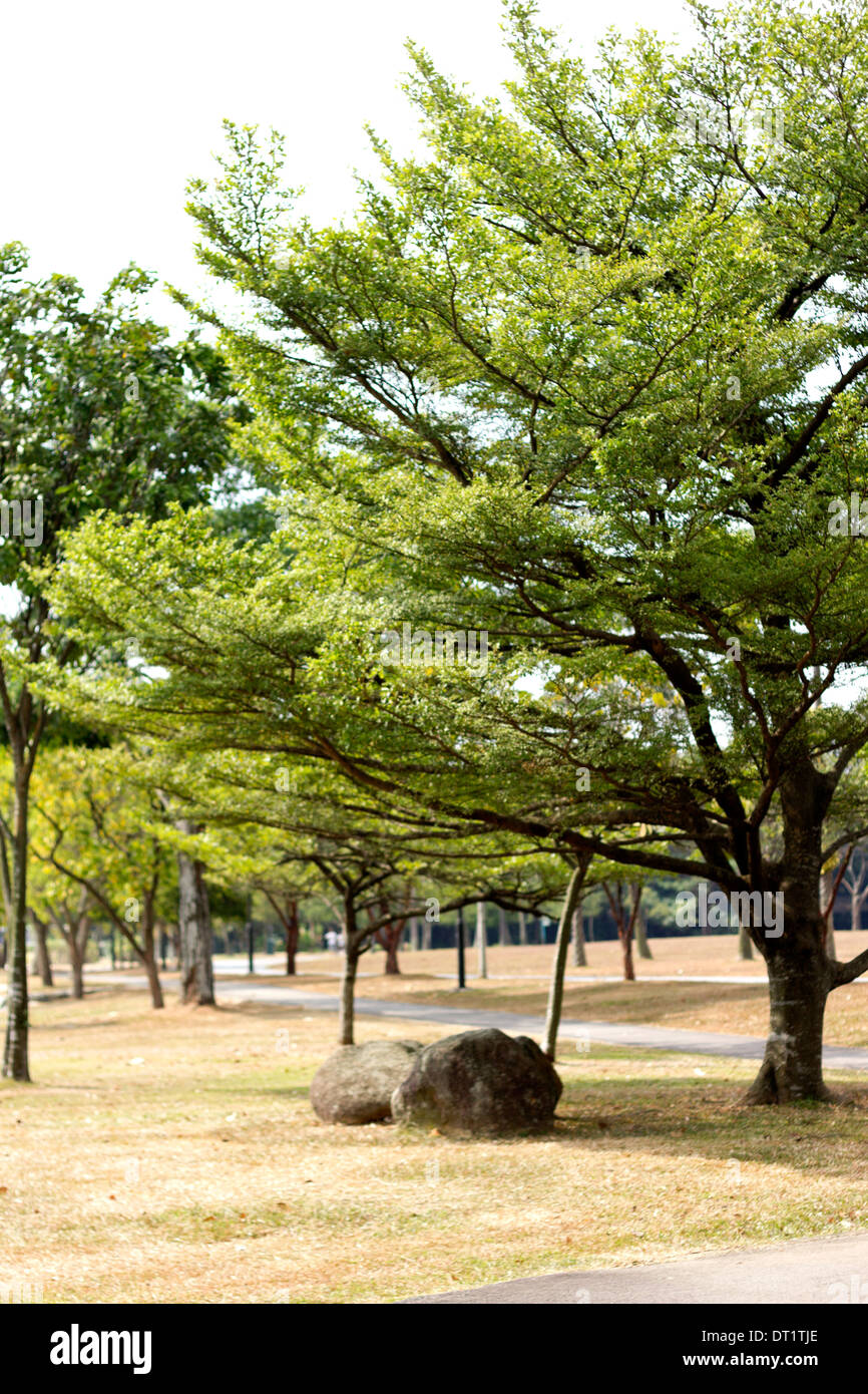 A rock to sit on under a tree shade Stock Photo - Alamy