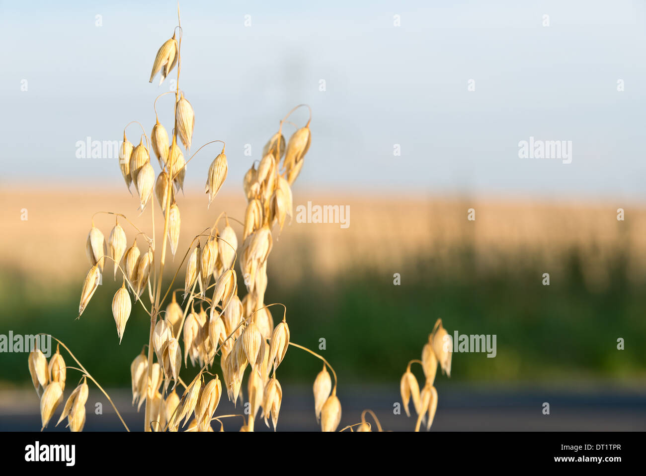 Oat country hi-res stock photography and images - Alamy