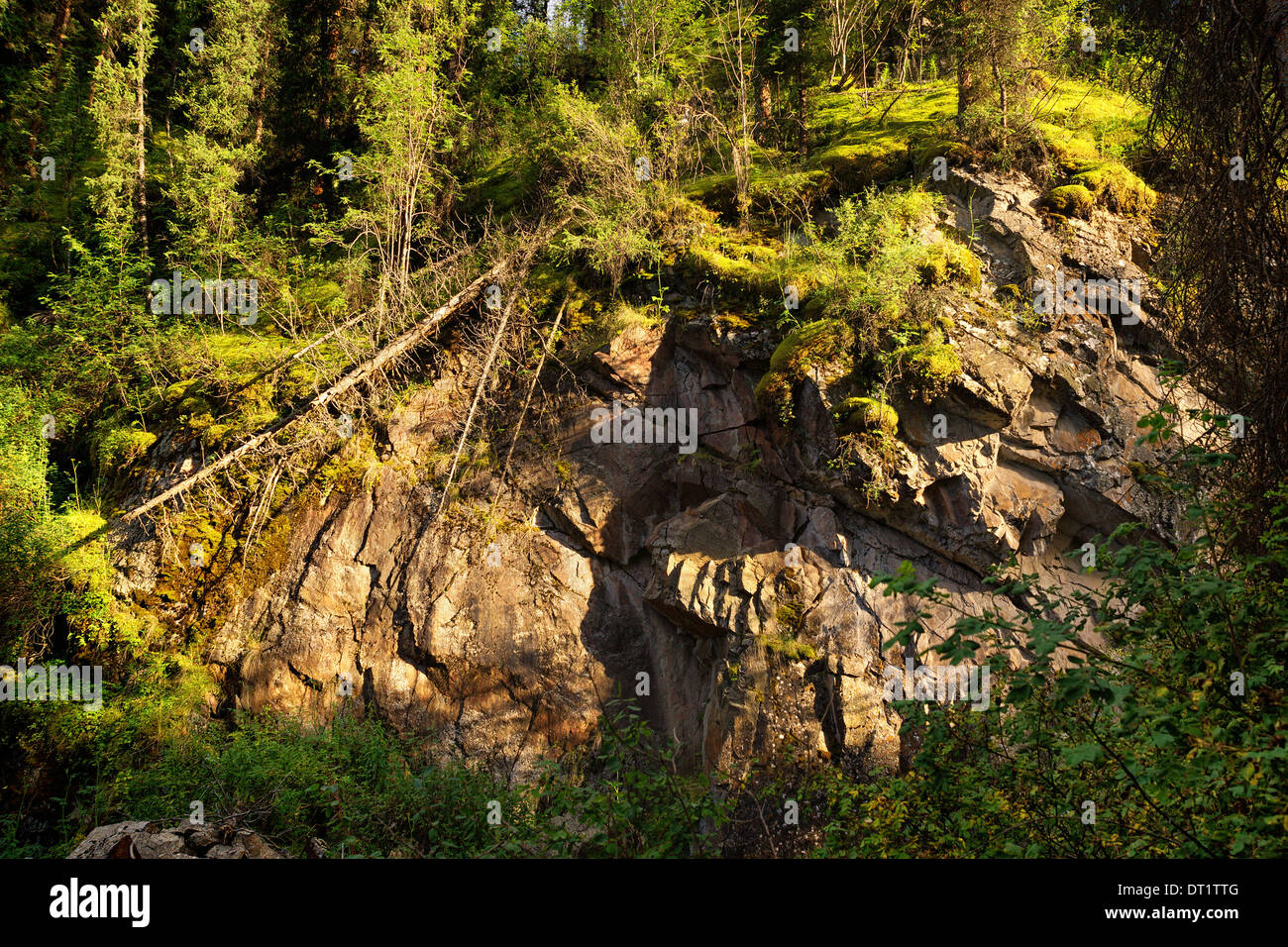 Rock in wild mountain forest Stock Photo - Alamy