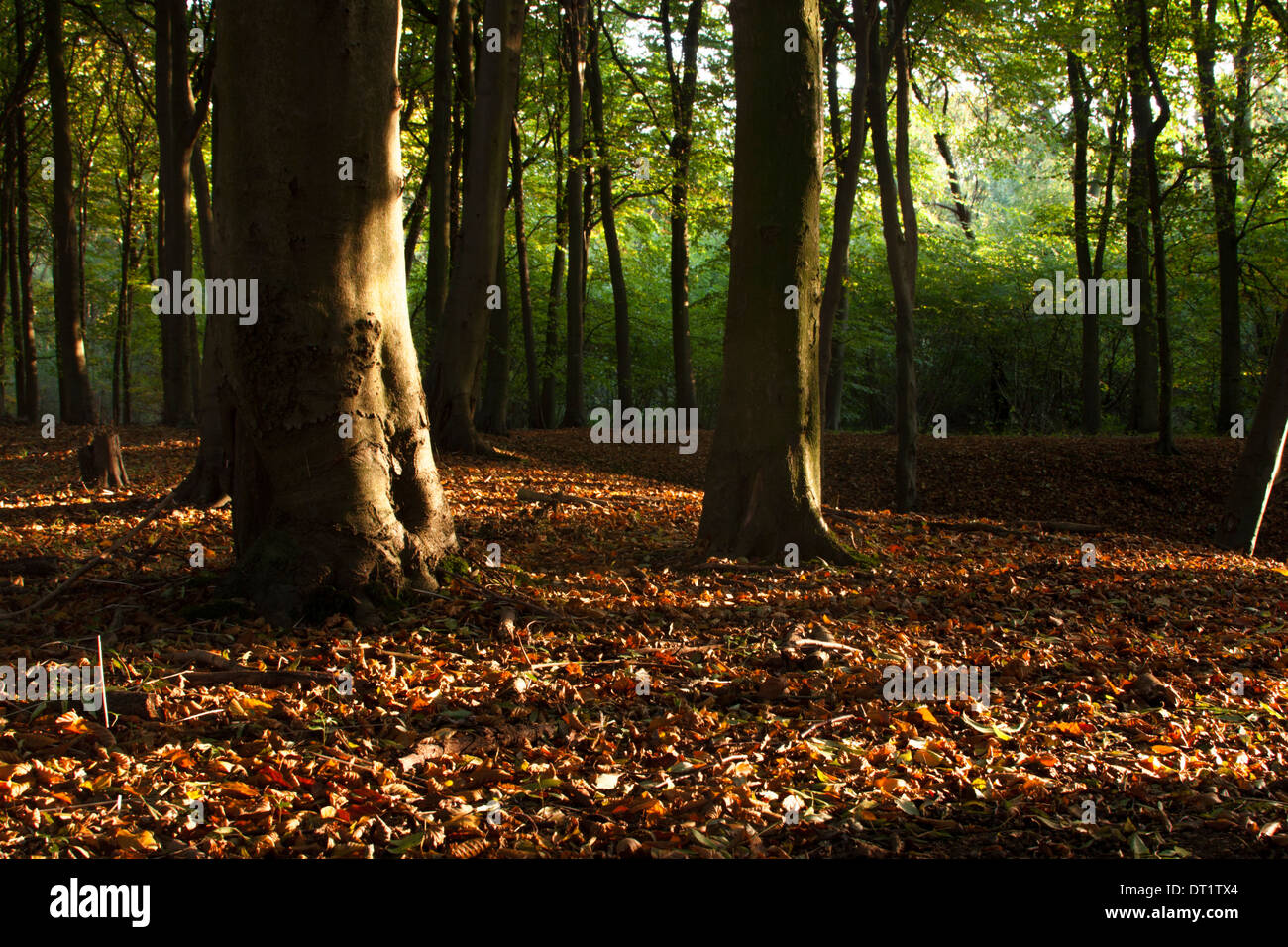 Sun dappled tree trunks hi-res stock photography and images - Alamy