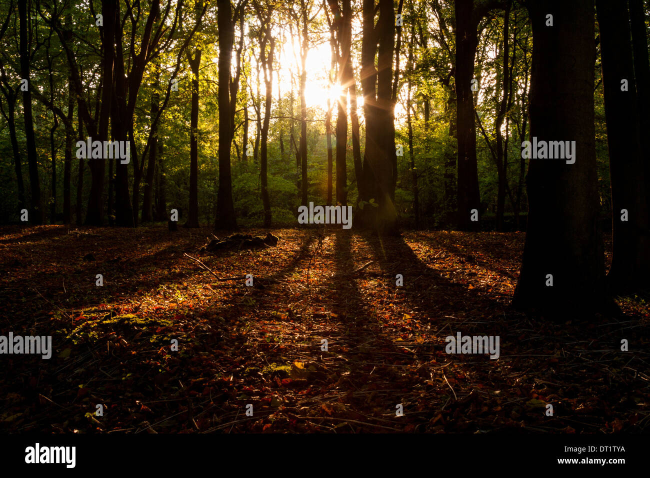 Afternoon sun streams through the branches of trees in an autumn ...