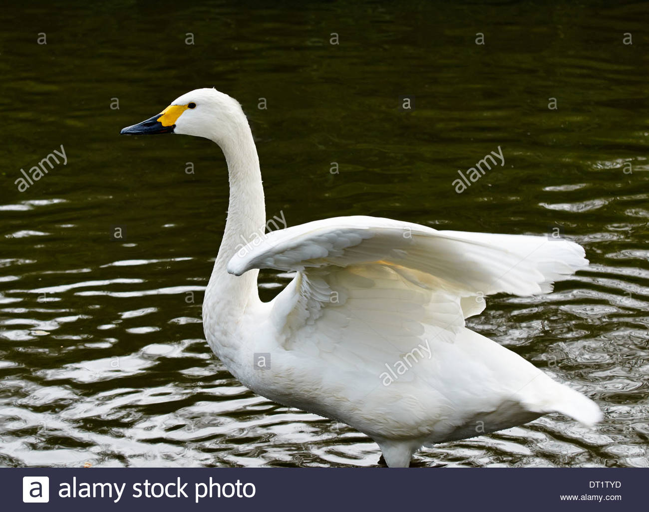 Open Swan Wings High Resolution Stock Photography and Images - Alamy