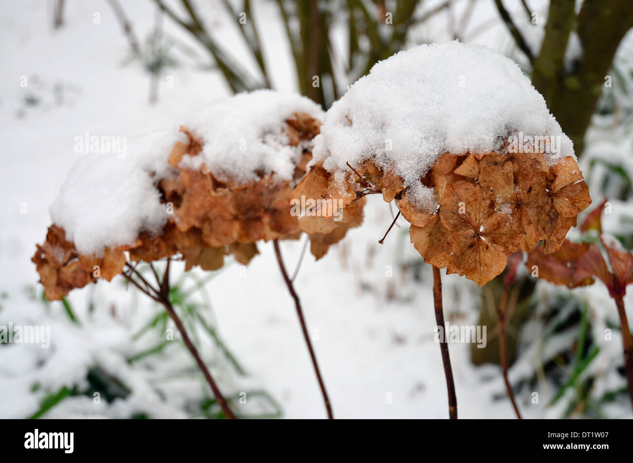 Hydrangea flower heads in snow Stock Photo - Alamy