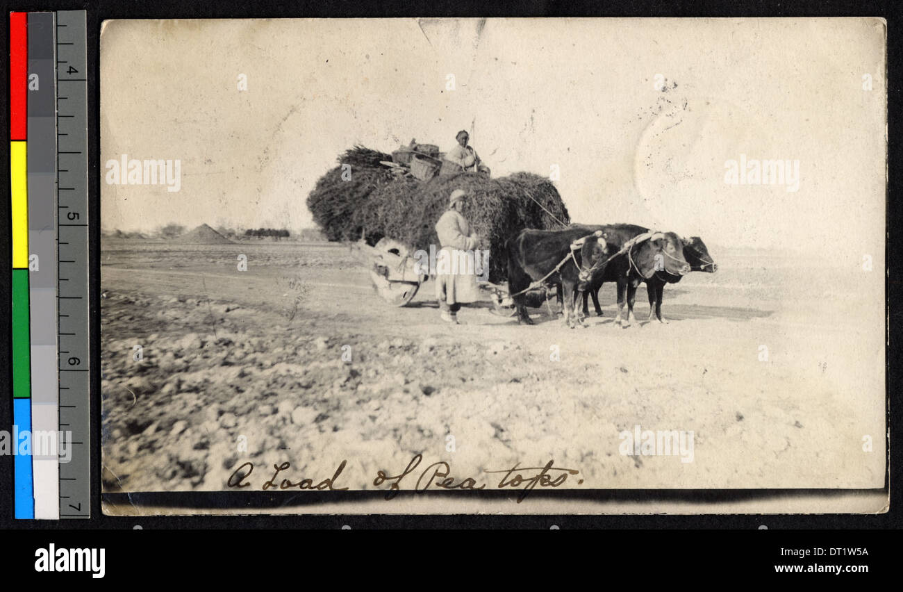 A photograph showing harvested crops being transported in a cart drawn ...