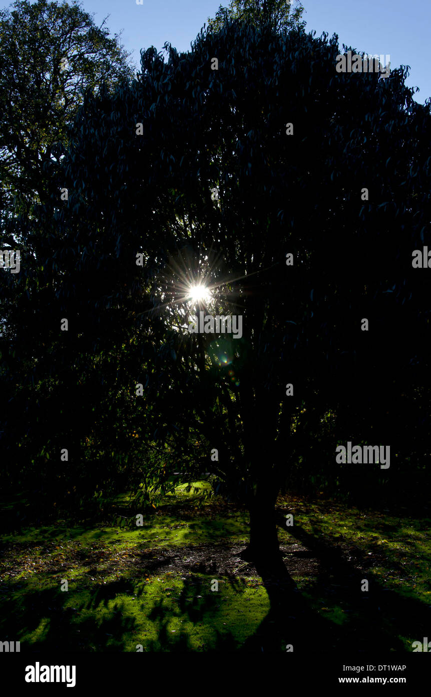 Low sun shining through a tree with its shadows projected onto the ...