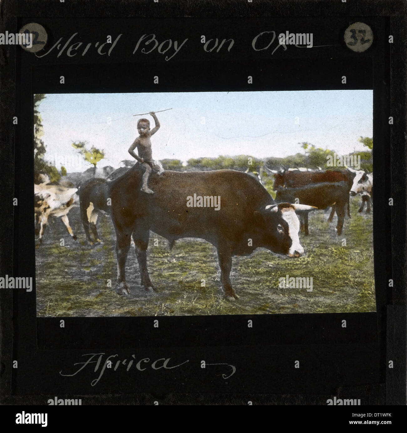 A photograph of a herd boy sitting on an ox in Africa, taken between ...
