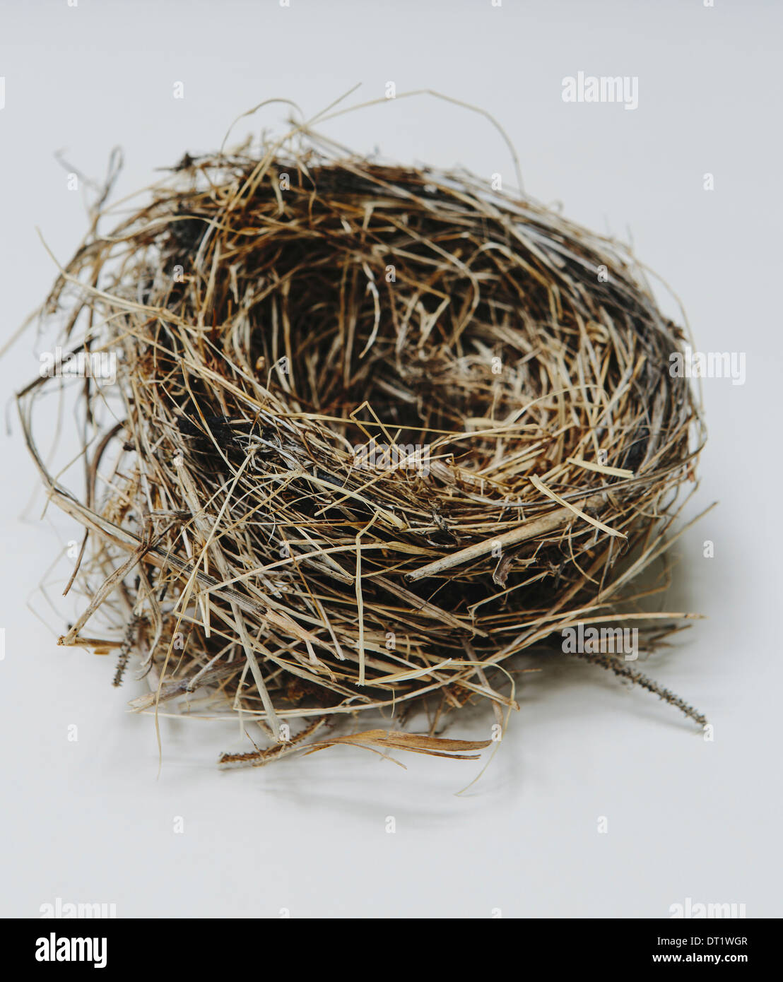 Birds nest hi-res stock photography and images - Alamy