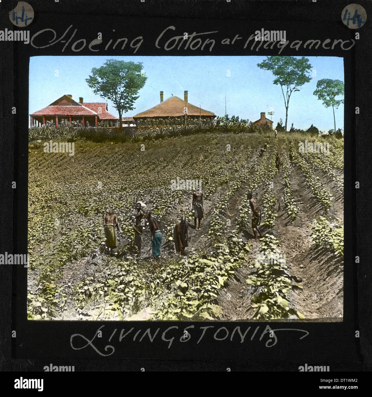 A photograph from the mid-19th century showing individuals hoeing ...