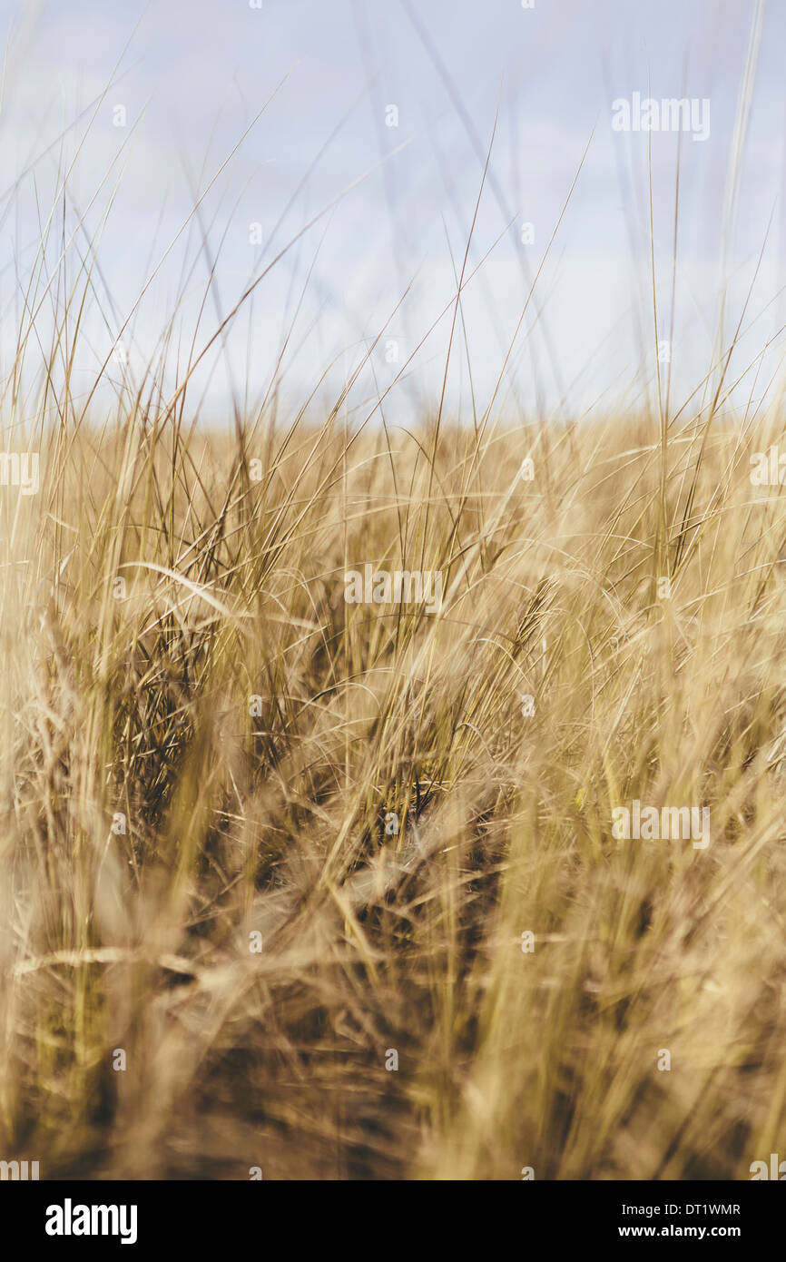 Coastal grasses hi-res stock photography and images - Alamy