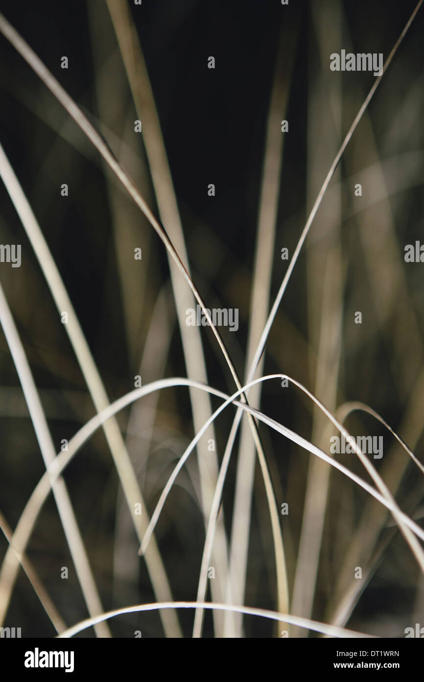 Sea Grass Field High Resolution Stock Photography and Images - Alamy