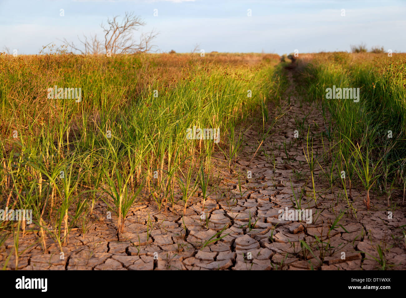 Plant growing from barren hi-res stock photography and images - Alamy