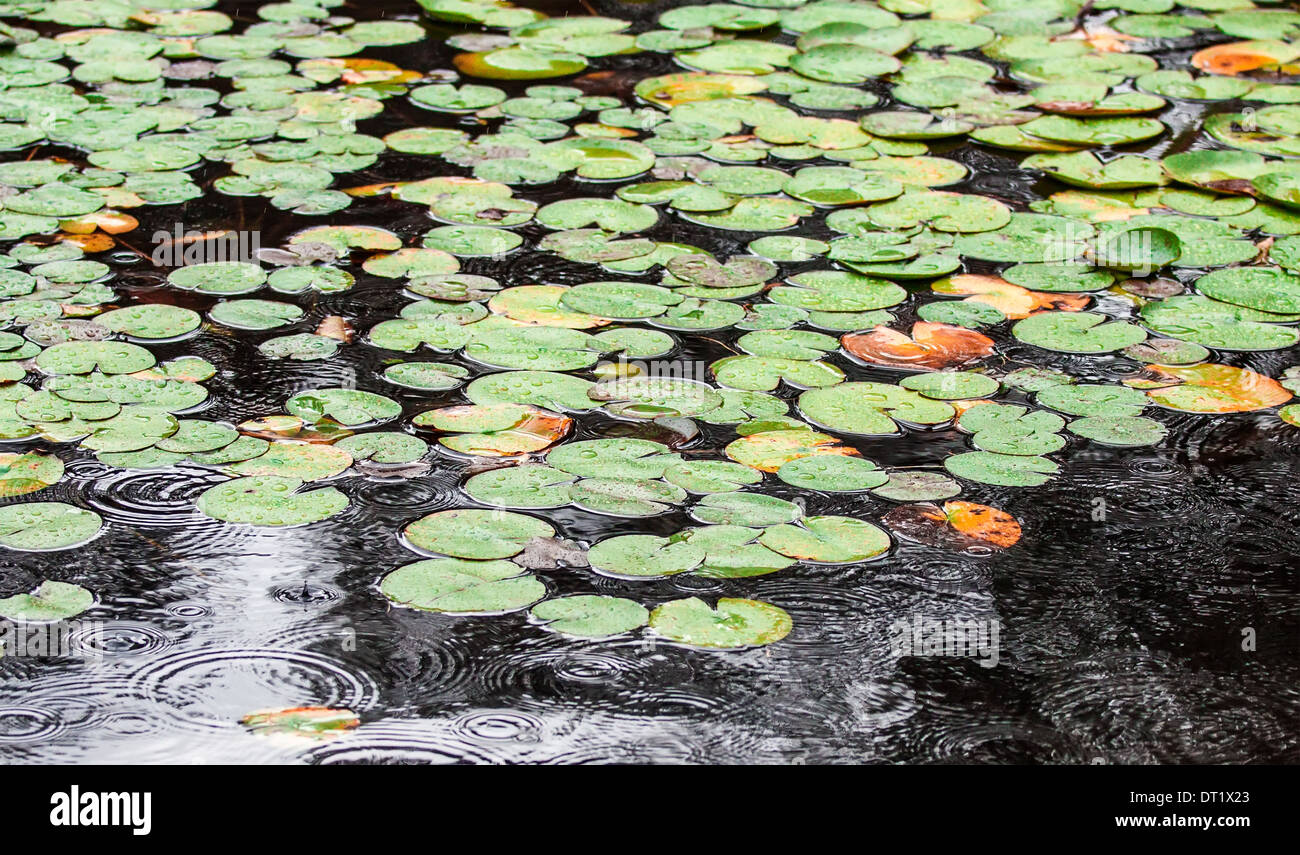 Pond full lily pads hi-res stock photography and images - Alamy