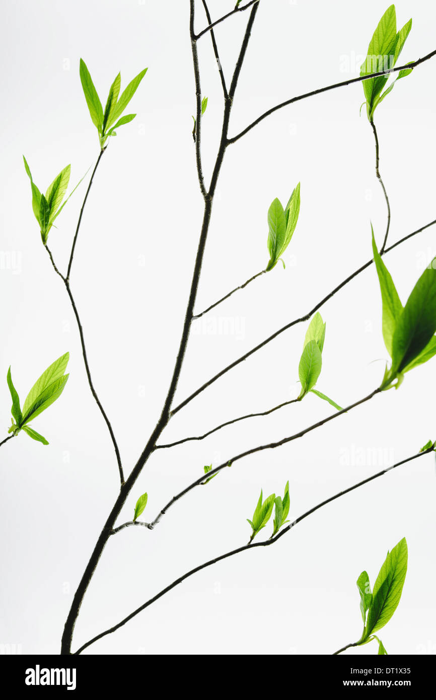 A branch with a pattern of slender twigs leading off the central branch ...