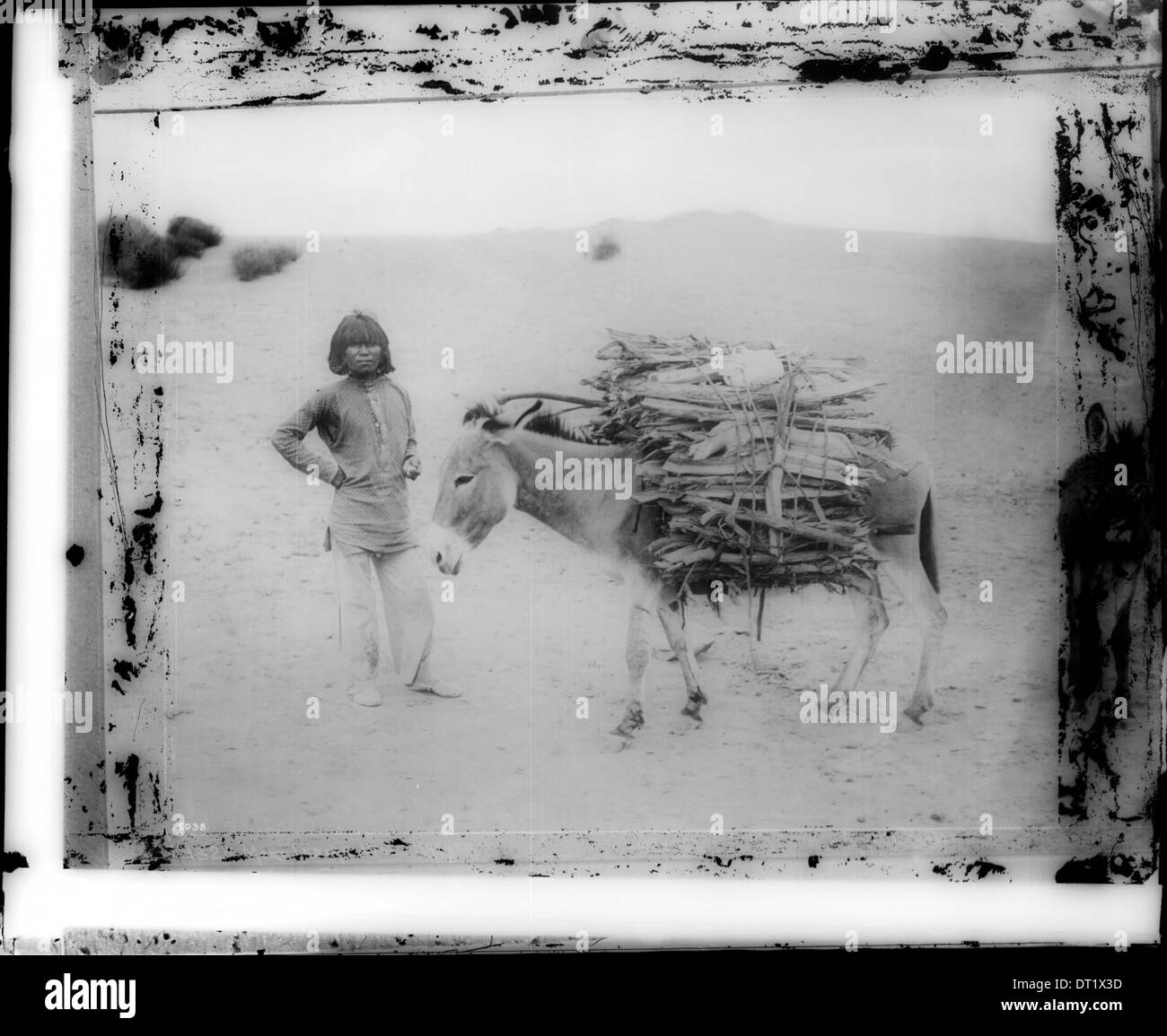 A photograph showing a Hopi Indian man hauling wood with a mule, taken ...