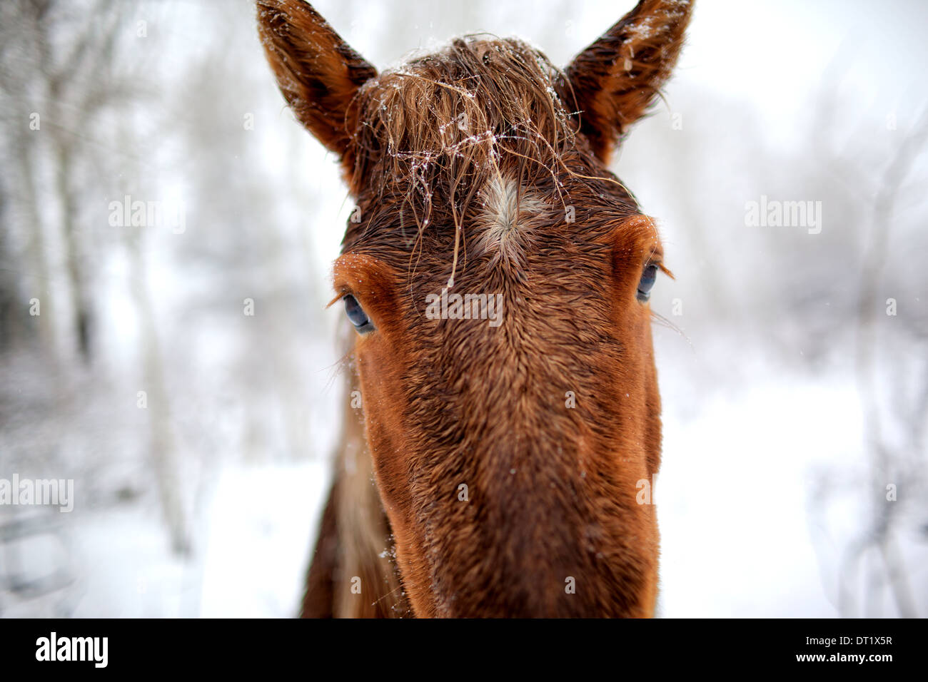 Snorting horse hi-res stock photography and images - Alamy