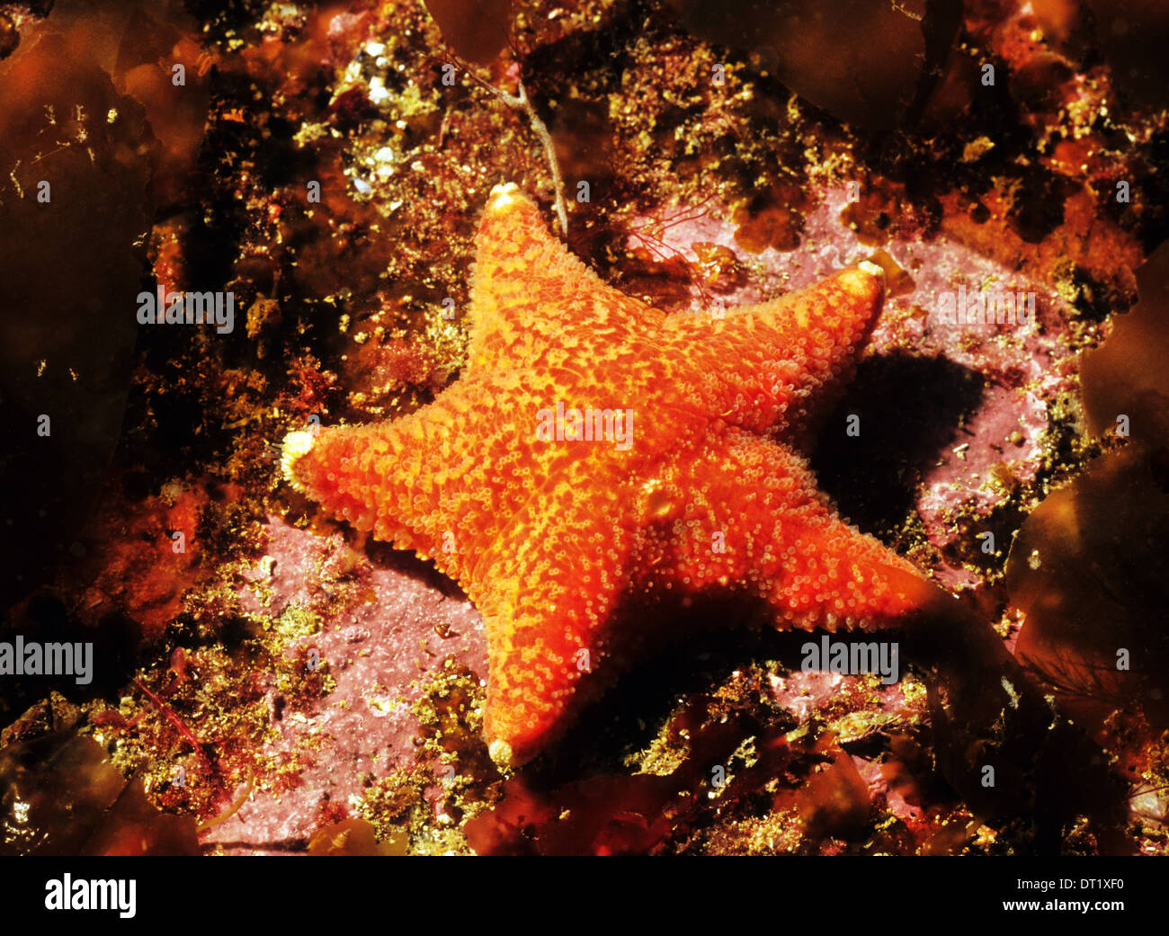 Porania hi-res stock photography and images - Alamy